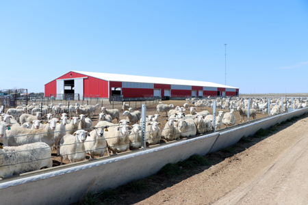 Shannon Creek Ranch - Countryside